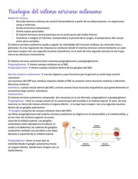 Fisiología Del Sistema Nervioso Autónomo Montserrat Hernández Udocz