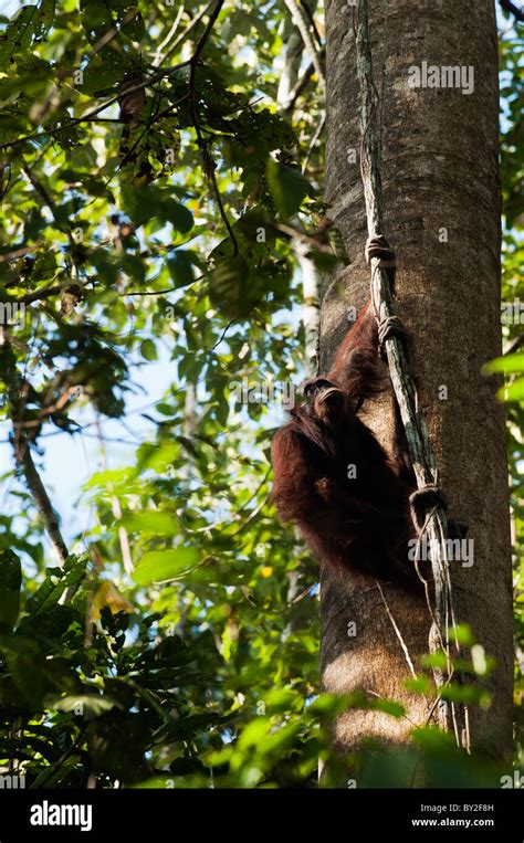 Wild Female Orangutan Pongo Pygmaeus Climbing Tree In Danum Valley