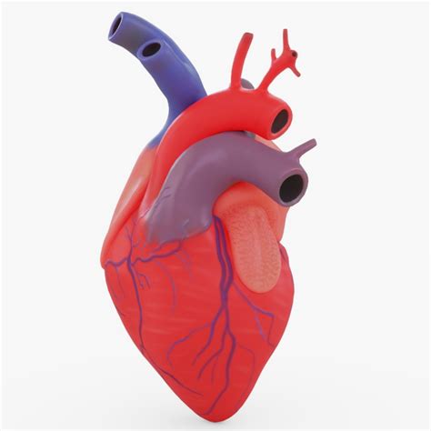 Modelo 3d Anatomia Del Corazon Humano TurboSquid 1356473