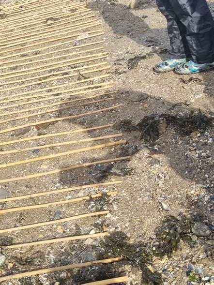 Whitestone Primary School Mumbles Coastal Prot