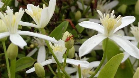 Ant Flower Pollination Nature Natural Beauty Stock Image Image Of
