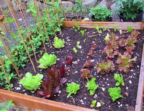 Learn To Grow Organic Garden Update By Learn To Grow