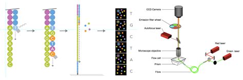 Coregenomics Nextseq 500s New Chemistry Described