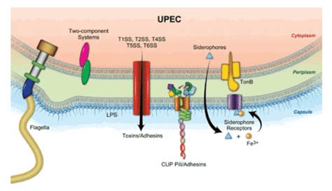 Why Do Urinary Tract Infections Uti Recur
