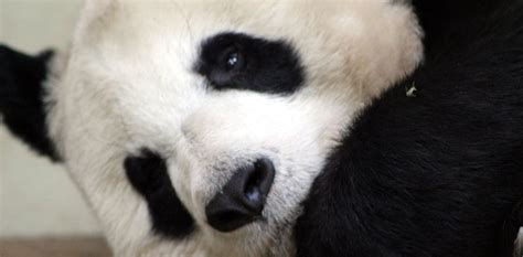 Panda Sutra The Ups And Downs Of Getting Grumpy Bears To Have Sex