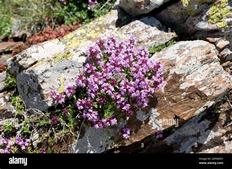 Thyme Native Range At John Halliburton Blog