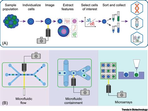 Image Based Live Cell Sorting Trends In Biotechnology
