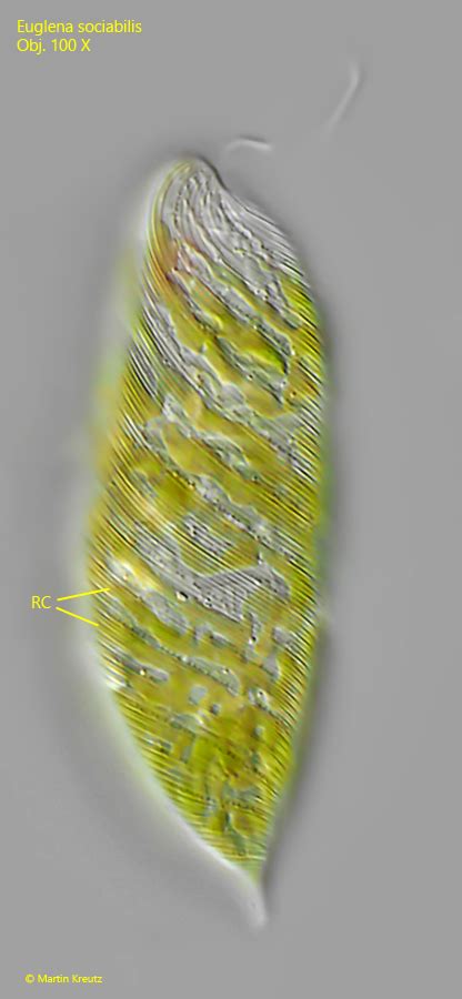 Euglena Sociabilis Real Micro Life