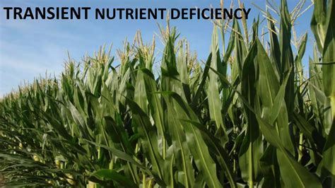Role Of Foliar Nutrition In Producing 300 Bu Of Corn Ppt