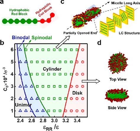 Self Assembly Of Rod−coil Block Copolymers A Bd Model Of R 6 C 3 For Download Scientific