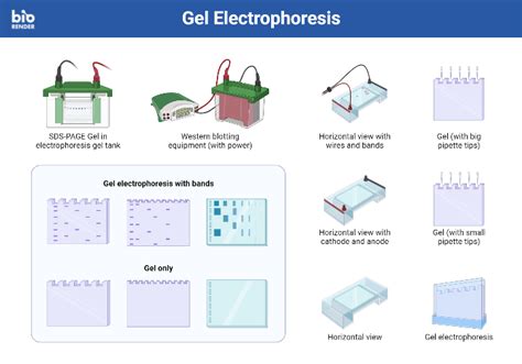 Icon Pack Gel Electrophoresis BioRender Science Templates