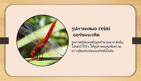 Insect Popular Science Mathematics Teaching Knowledge Study Card Google Slide And Powerpoint