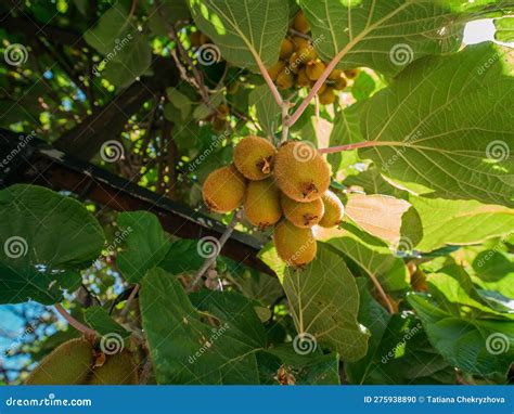 Kiwi Picking Season Kiwi On A Kiwi Tree Plantation With With Huge