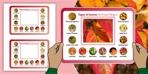 Northeast Region Fall Leaves Identification Frame Viewer
