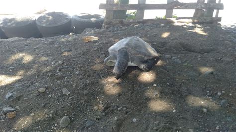 Warga Temukan Bangkai Penyu Hijau Terdampar di Pantai Yehembang - UPDATEBALI.COM