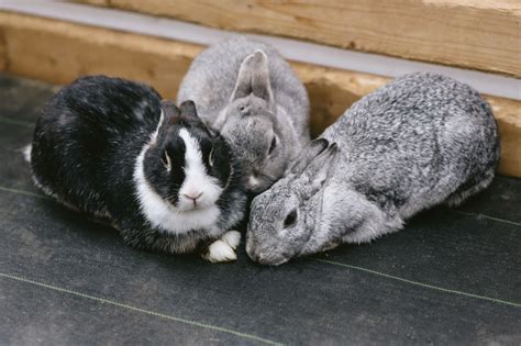 うさぎの数え方は1匹？1羽？その理由や英語での数え方をご紹介！ Petfull