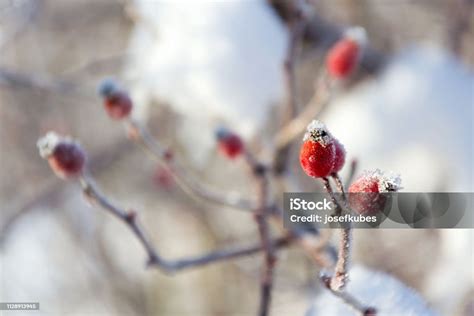야생 개 장미의 아름 다운 서리가 빨간 엉덩이 평화로운 맑은 겨울 날에 대 한 명확한 푸른 하늘 배경 공간 복사 0명에 대한
