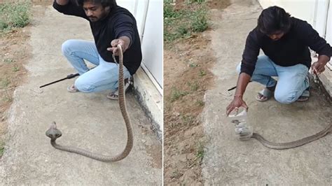Video शख्स ने जैसे ही पकड़ा कोबरा सांप ने फैला दिया फन फिर जो हुआ