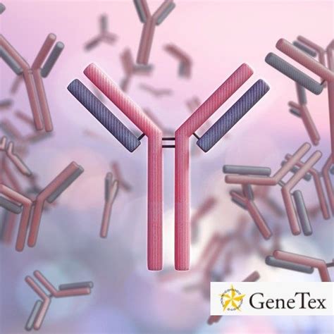 Genetex Antibodies Universal Biotechnology