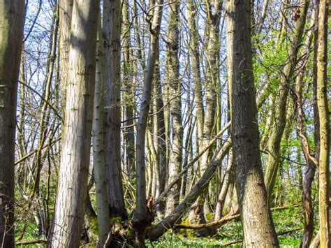 What Does Deciduous Mean Why Some Plants Lose Their Leaves For Some Of The Year