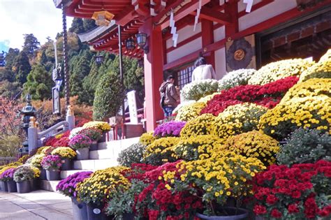 kikumatsuri 一社伊勢原市観光協会 公式ホームページ