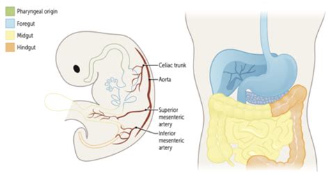 Gi Embryology Flashcards Quizlet