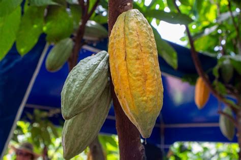 Lanzamiento De Nuevo Cacao INIAP EET 802 De Alto Rendimiento Precoz Y