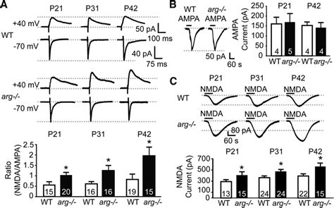 Arg Deficient Slices Exhibit Unaffected Ampar Function And Larger Download Scientific Diagram
