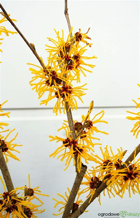 Oczar PoŚredni Evi Hamamelis ×intermedia Evi Ogrodowyokazypl