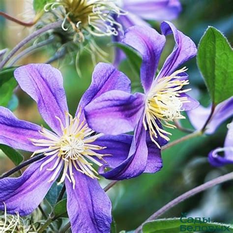 Клематис Джули Сады Беловых