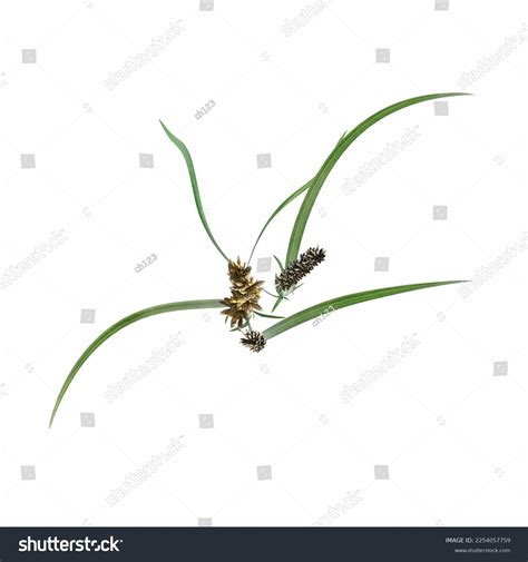 Wild Field Grass Top View Isolated Stock Illustration 2254057759