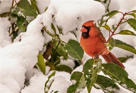 The Best Bird Feeders And Foods To Attract Cardinals This Winter