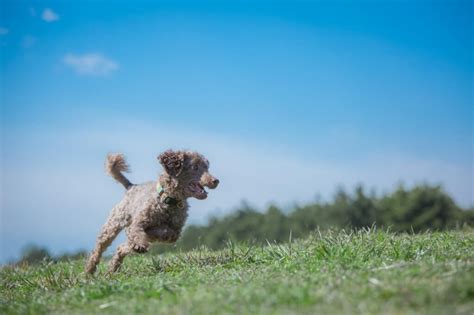 【夢占い】犬の夢の意味とは？茶色の犬、逃げる犬、散歩する犬などの夢について紹介