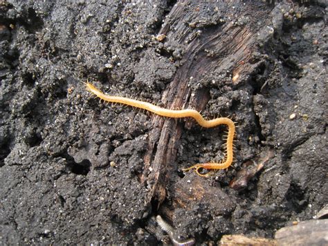 Distracted Naturalist Skinny Long Yellow Centipede