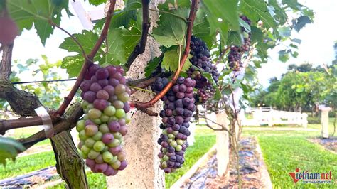 Giám đốc Bỏ Phố Về Trồng Nho Sở Hữu Vườn Quả Trĩu Mọng Ai Thấy Cũng Mê