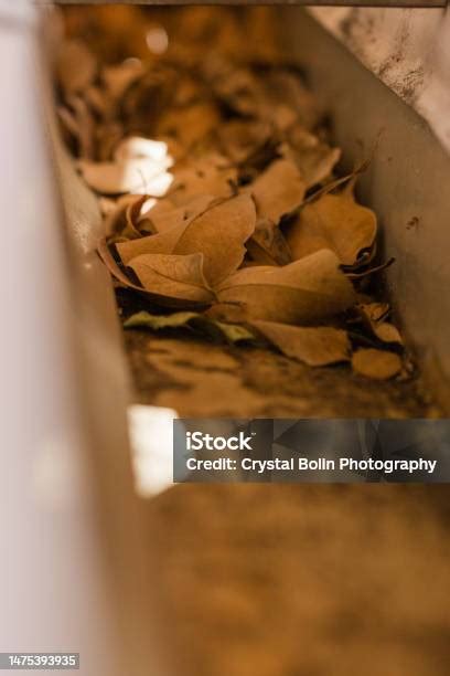 2023년 봄에 열대 식물과 야자수로 둘러싸인 사우스 플로리다 주택의 마른 잎과 흙으로 가득 찬 더러운 흰색 금속 홈통의 위 모습 0명에 대한 스톡 사진 및 기타 이미지