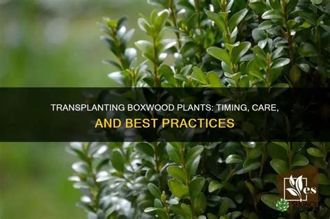 Transplanting Boxwood Plants Timing Care And Best Practices Shuncy