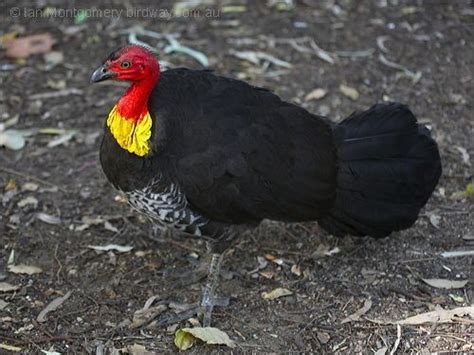 Megapode Alchetron The Free Social Encyclopedia