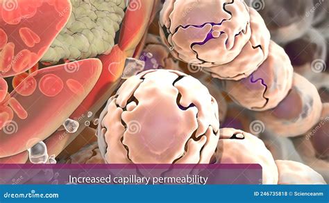 Hydrostatic Pressure In Capillaries Stock Illustration Illustration Of Cholesterol Internal