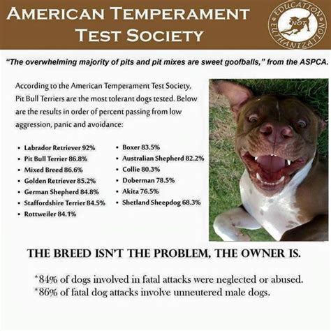 Pitbull Teeth Chart