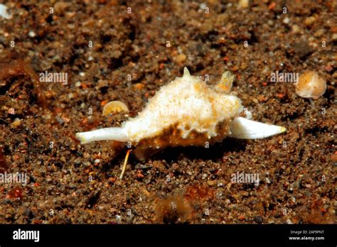 Trivia Shell Showing Mantle Syphon And Eyes Tulamben Bali Indonesia