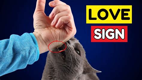 Shocking Signs Your Cat Considers You Their Mother Youtube