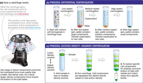 Bio 112 Day 16 Chapter 7 Sections 7 3 7 4 Bioskills 7 And 9 Flashcards Quizlet