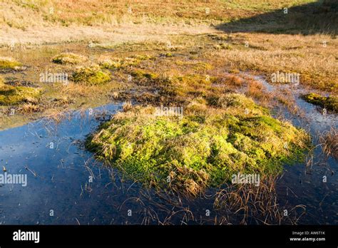 A Peat Bog On Fairfield In The Lake District National Park Peat Bogs