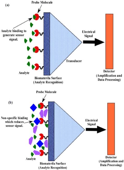 Schematic Of A Typical Biosensor A Binding Of Analyte To Probe