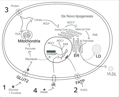 In The Fed State Dnl Acts As A Way Of Maintaining Energy Homeostasis