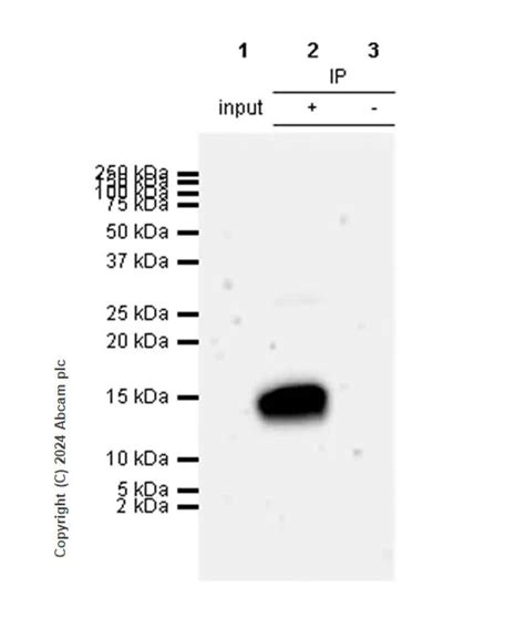 Anti Ly6c Antibody [rm1151] Ab317272 Abcam