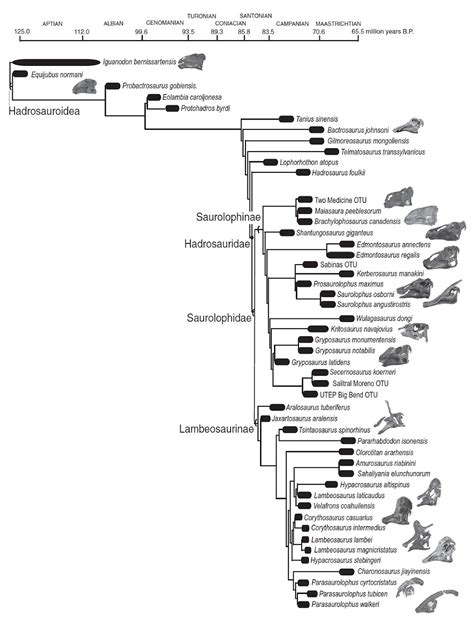 Species New To Science [paleontology] Hadrosauridae Global Phylogeny Dinosauria Ornithopoda