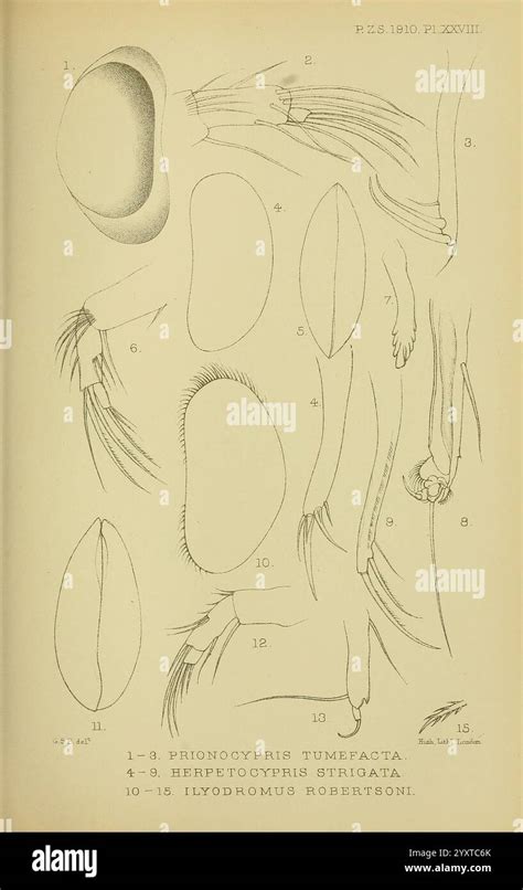 Drawing Highlights Specific Anatomical Features Hi Res Stock