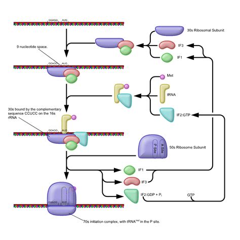 Prokaryotic Translation Understanding Gene Regulation And Gene Expression